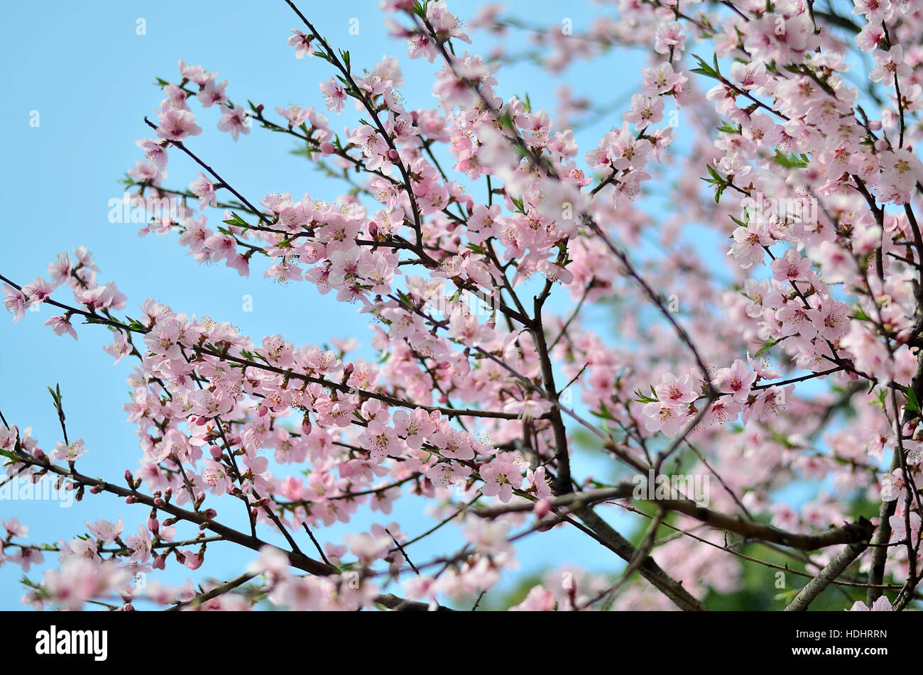 Cctv flower hi-res stock photography and images - Alamy