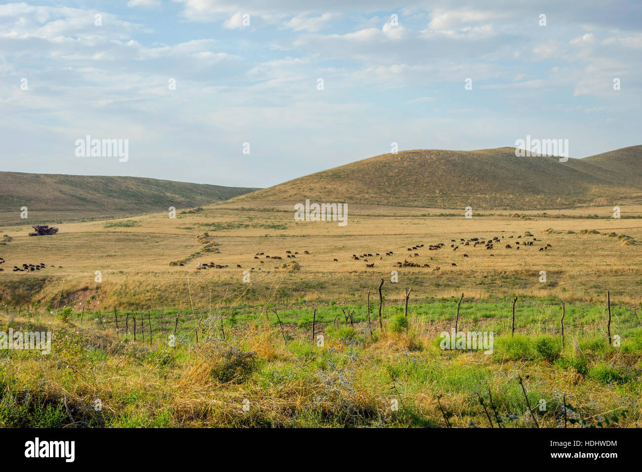 Herd of sheep in endless steppe in Kazakhstan Stock Photo - Alamy