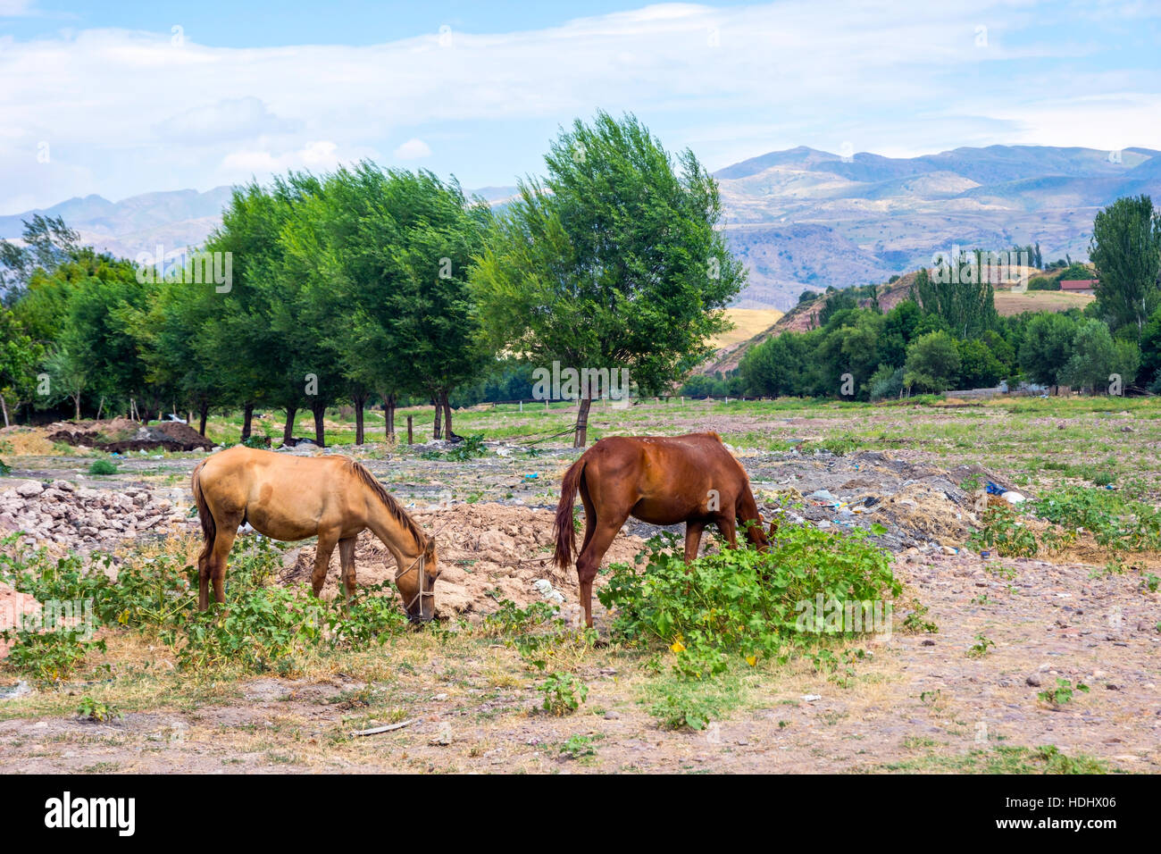 Two horses in central asian countryside, Kazakhstan Stock Photo - Alamy
