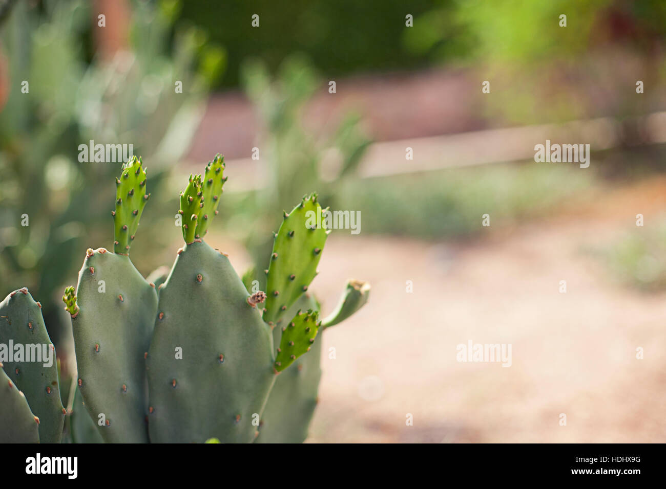 Fast growing cactus hi-res stock photography and images - Alamy