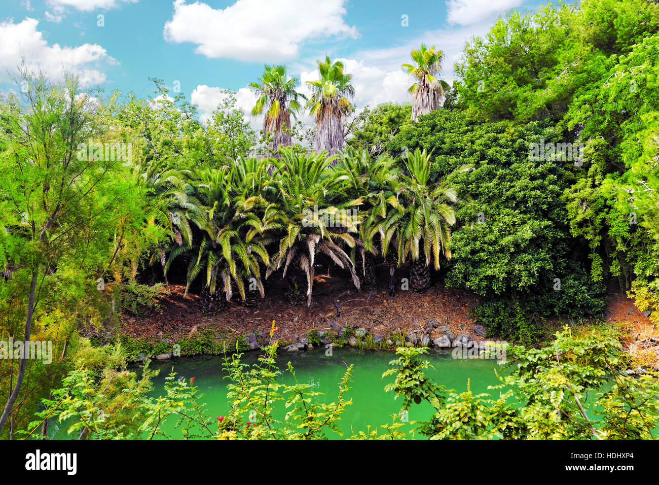 Beautiful landscape of humid tropical jungle Stock Photo - Alamy