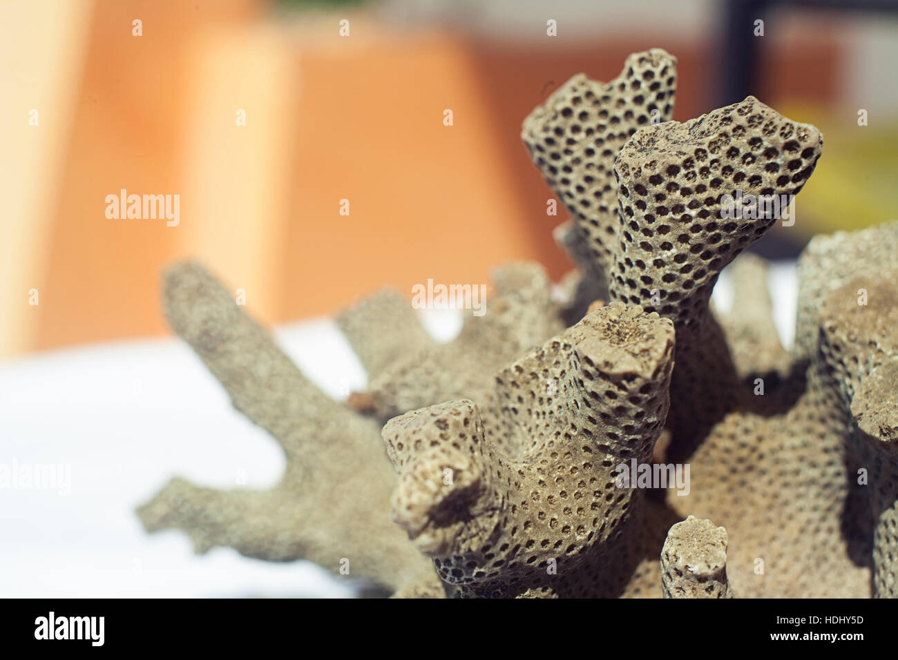 Dead coral that look like brain or bee hive Stock Photo - Alamy