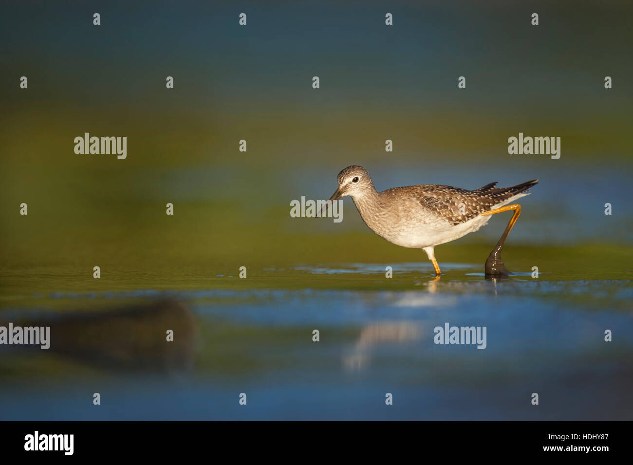 A Lesser Yellowlegs works its way through the shallow mud early one ...