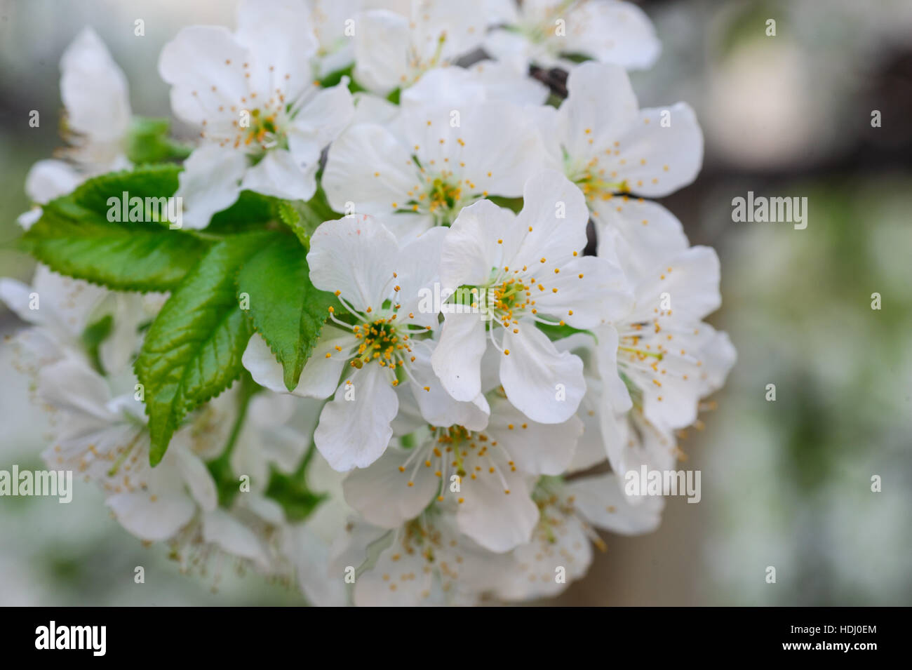 Avenue blossom cherry cherry hi-res stock photography and images - Alamy