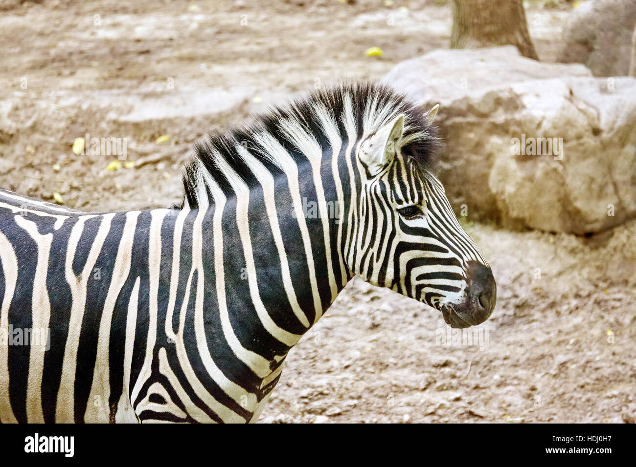 Zebras in their natural habitat. National Forest Stock Photo - Alamy