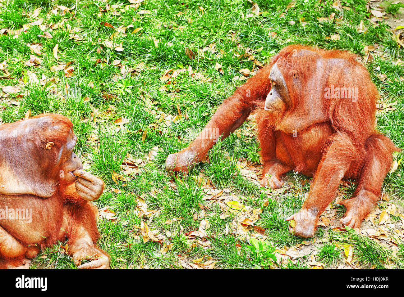 Oran utang hi-res stock photography and images - Alamy