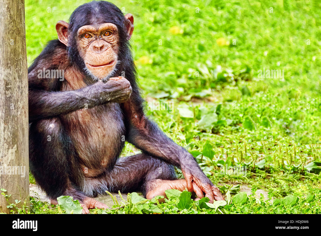 Animal Friendship Chimp Stock Photos & Animal Friendship Chimp Stock ...