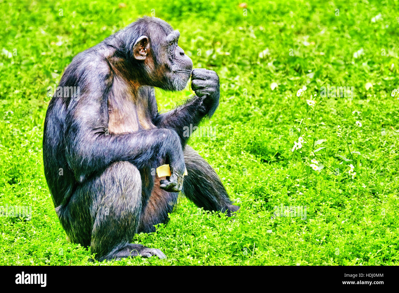 Animal Friendship Chimp Stock Photos & Animal Friendship Chimp Stock ...
