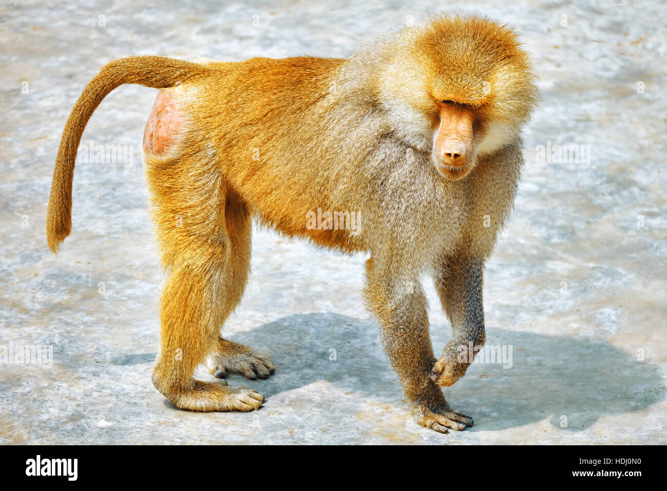 Hamadryas Baboon Walking High Resolution Stock Photography and Images ...