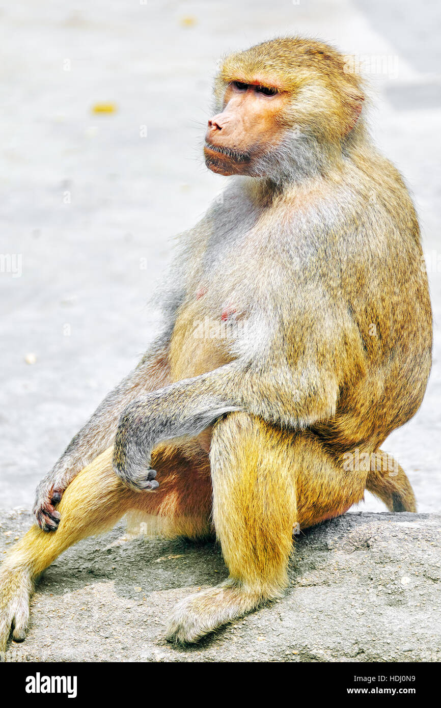 Hamadryas Baboon Walking High Resolution Stock Photography and Images ...