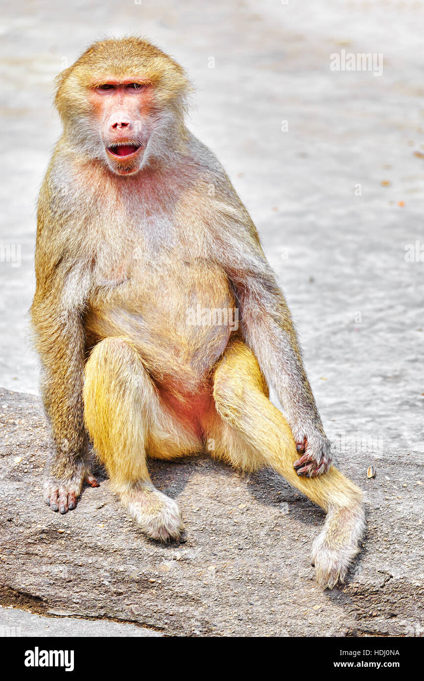 Hamadryas Baboon Walking High Resolution Stock Photography and Images ...