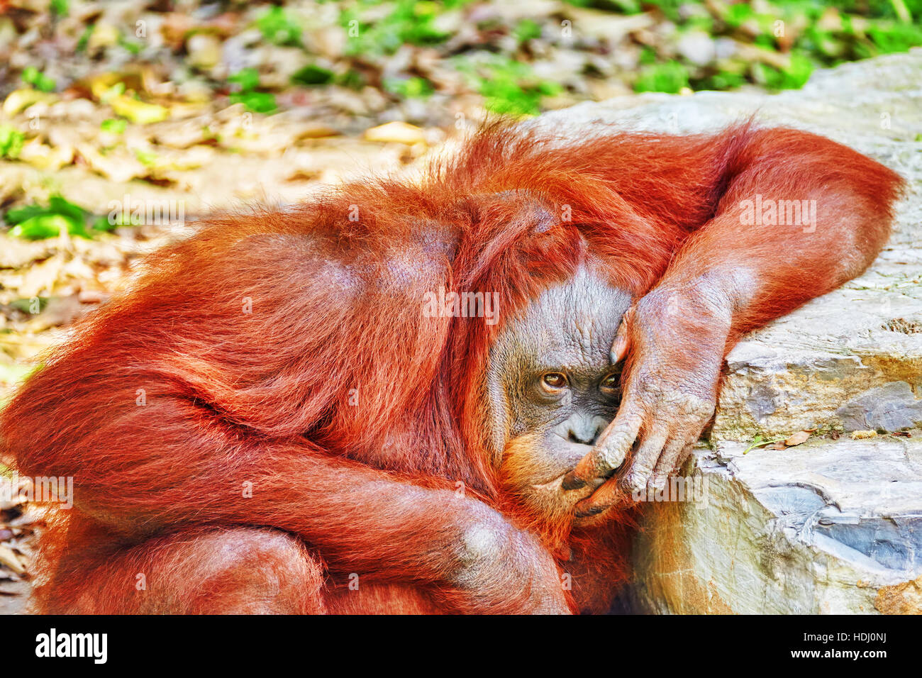 Orang Utan in its natural habitat in the wild Stock Photo - Alamy