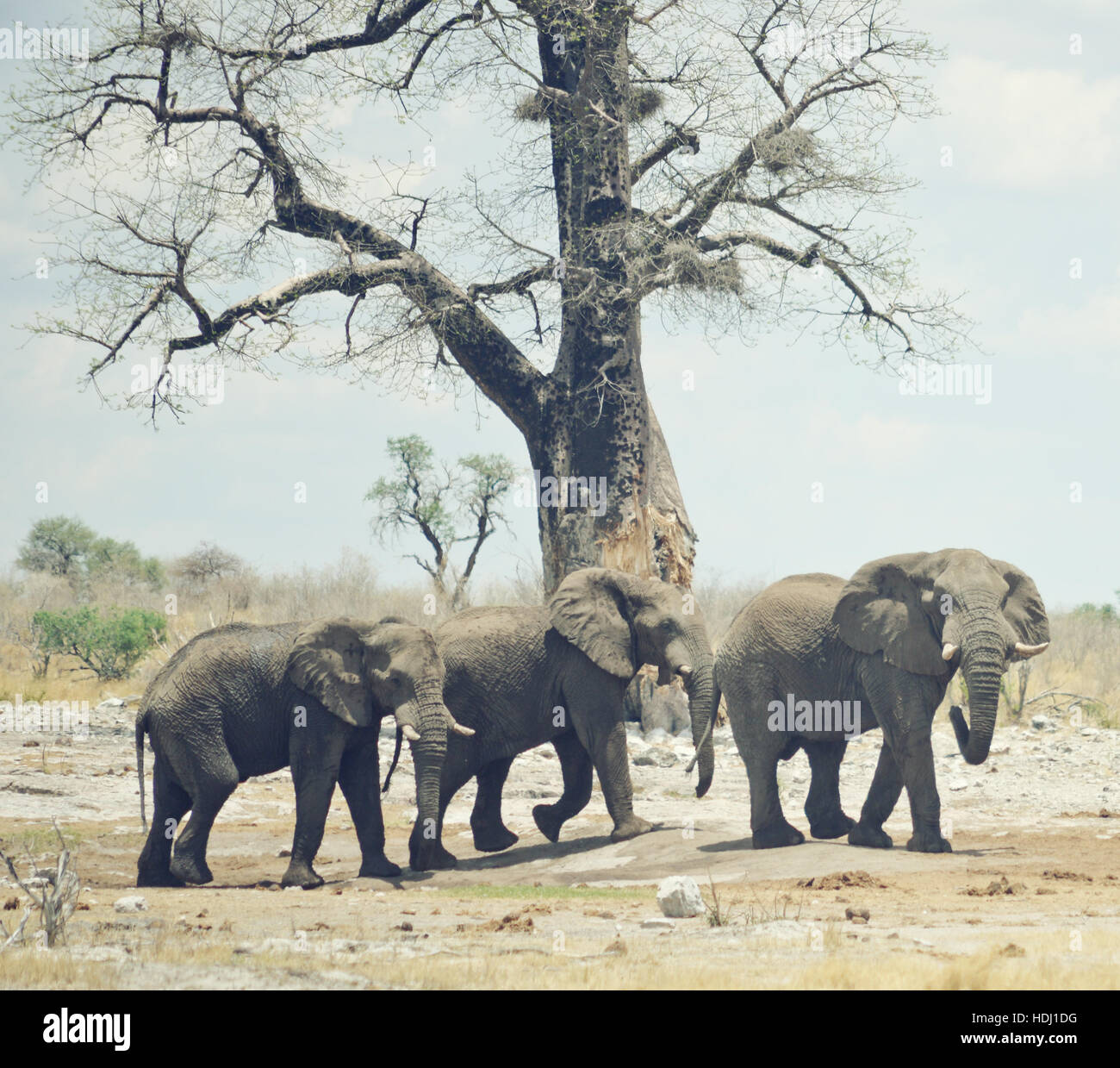 three elephants in Africa Stock Photo - Alamy