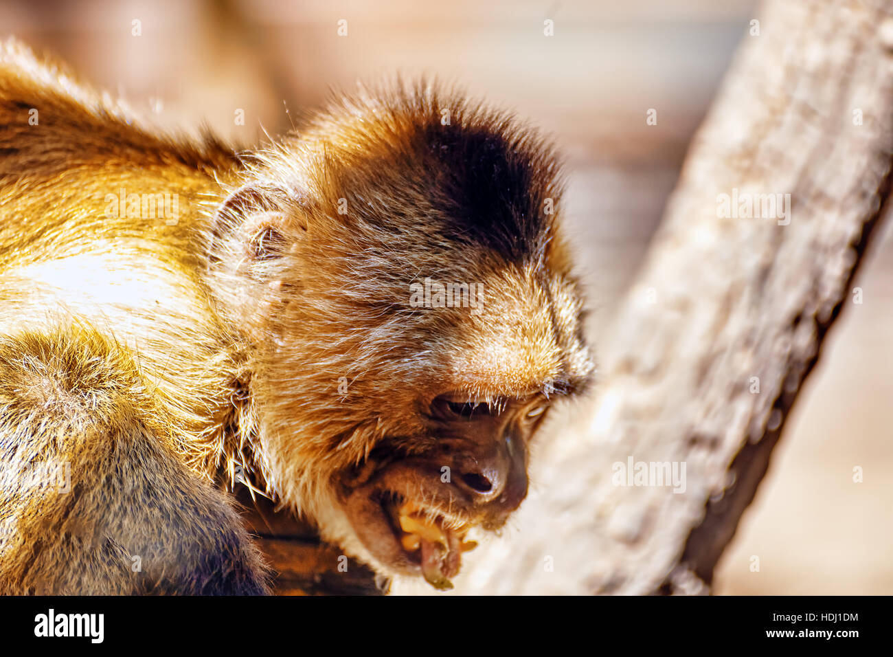Cute Capuchin monkey in their natural habitat Stock Photo - Alamy
