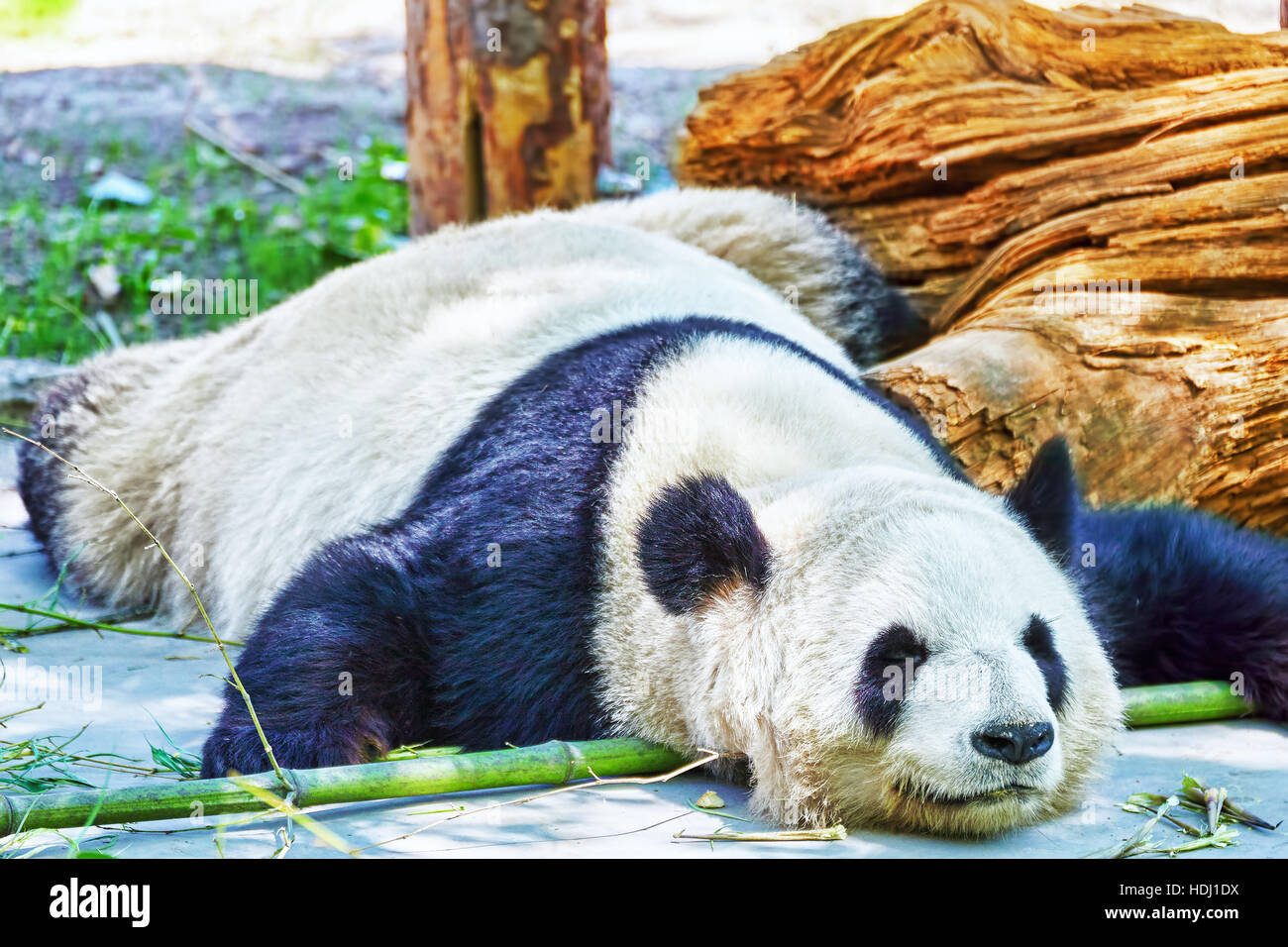 Sleeping panda hi-res stock photography and images - Alamy