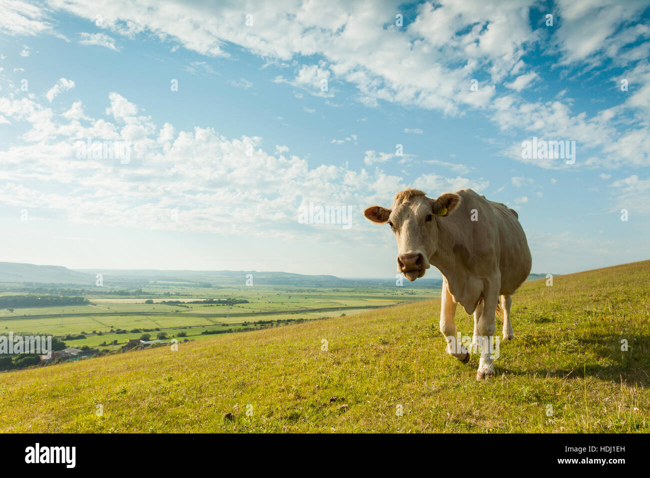 Sussex cow hi-res stock photography and images - Alamy