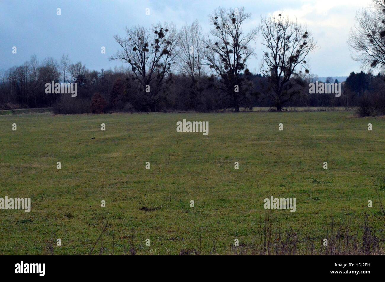 Green prairie with bottom of trees and nests of crows Stock Photo - Alamy