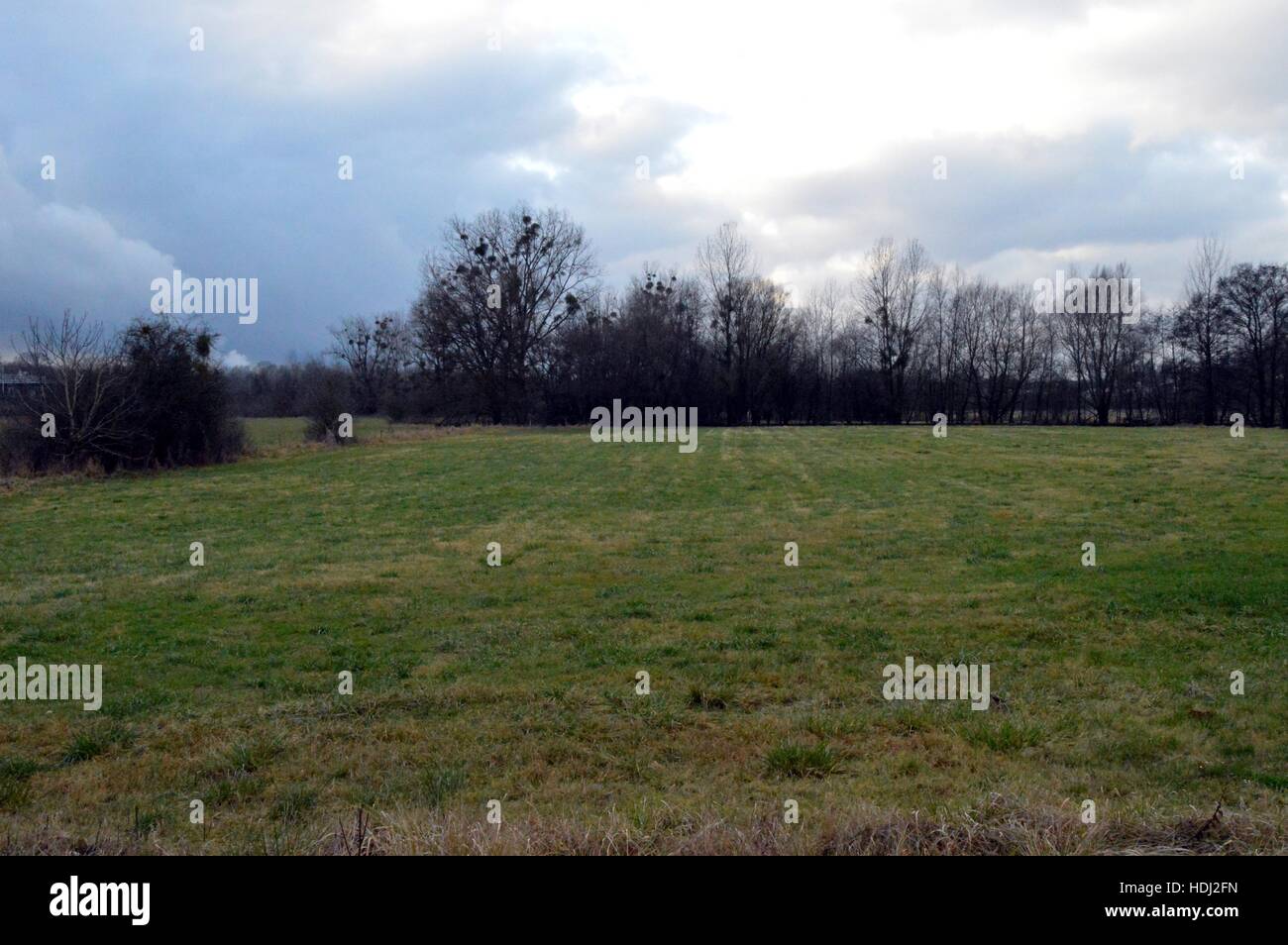 Green prairie with bottom of trees and nests of crows Stock Photo - Alamy