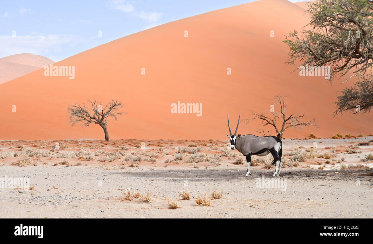 oryx against sand dune and blue sky Stock Photo - Alamy