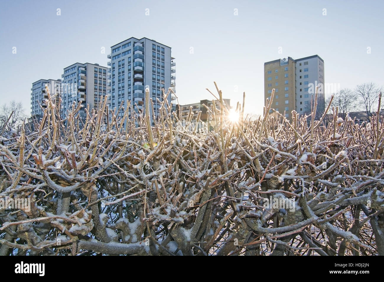Four high rise buildings and low winter sun, snow covered cut bushes ...