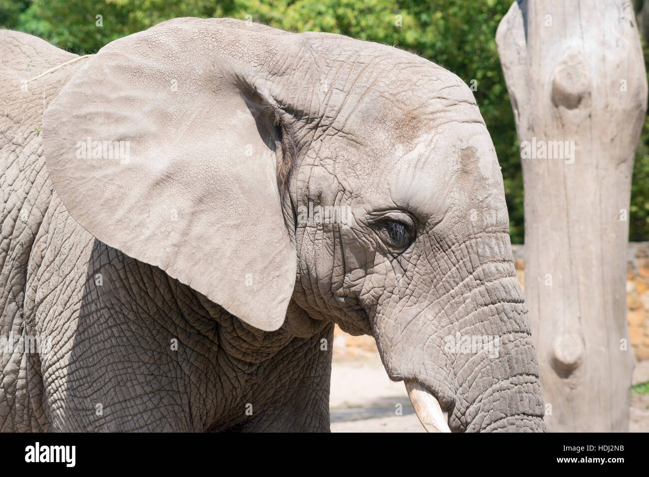 detailed elephant head closeup image Stock Photo - Alamy