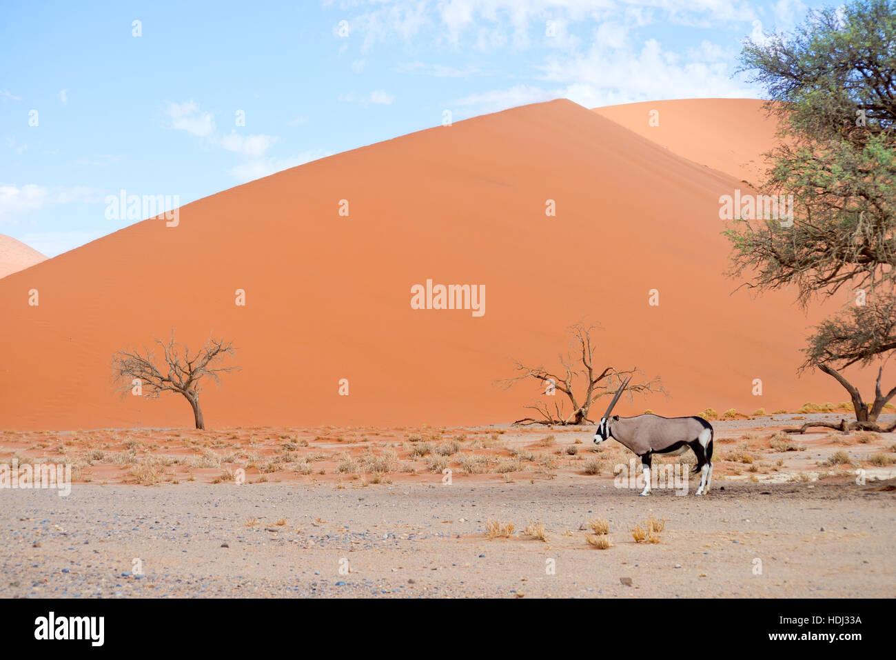 oryx against sand dune and blue sky Stock Photo - Alamy