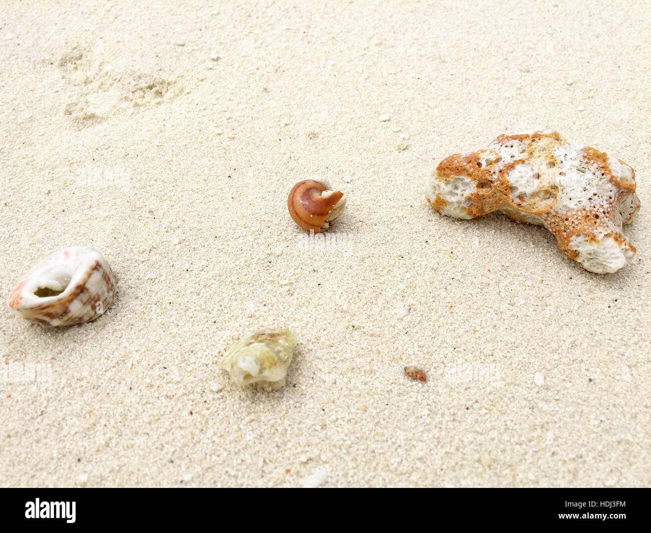 Seashells on the sand in a tropical island, Maldives Stock Photo - Alamy