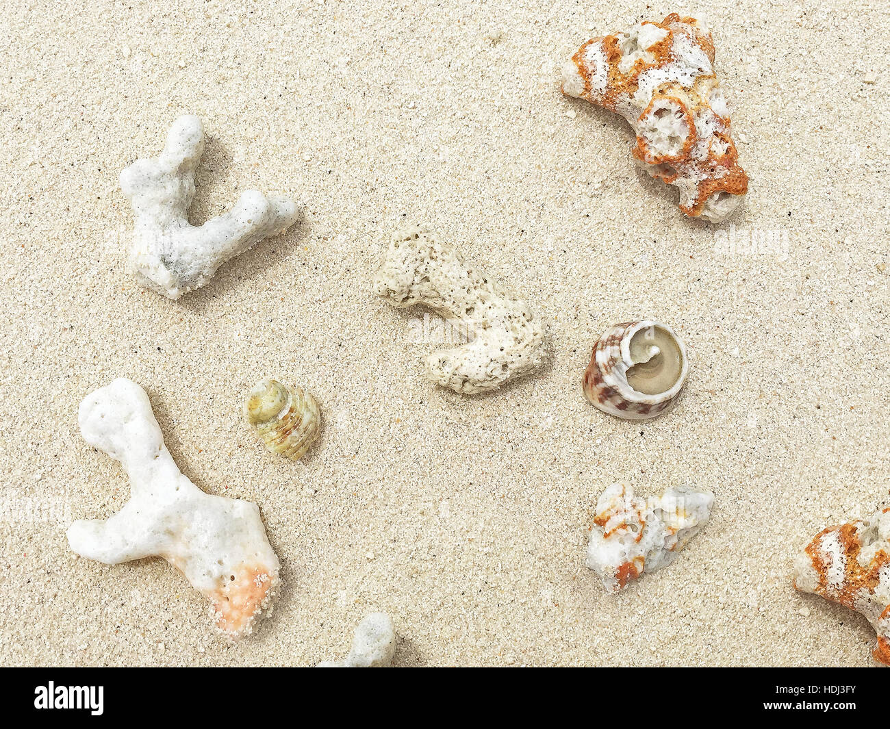 Seashell On Beach In Maldives High Resolution Stock Photography and ...