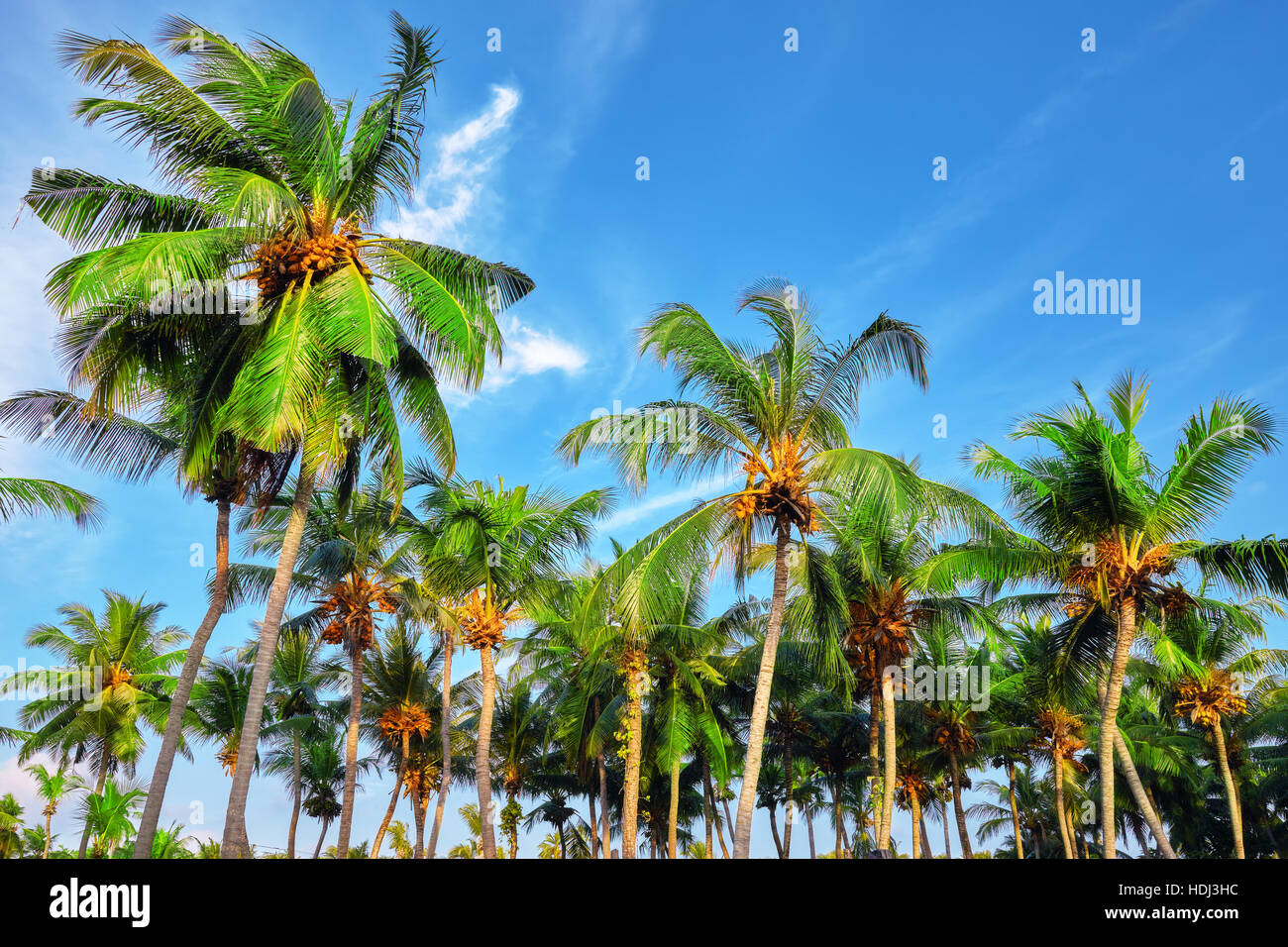 Tropical fruits in maldives island hi-res stock photography and images ...