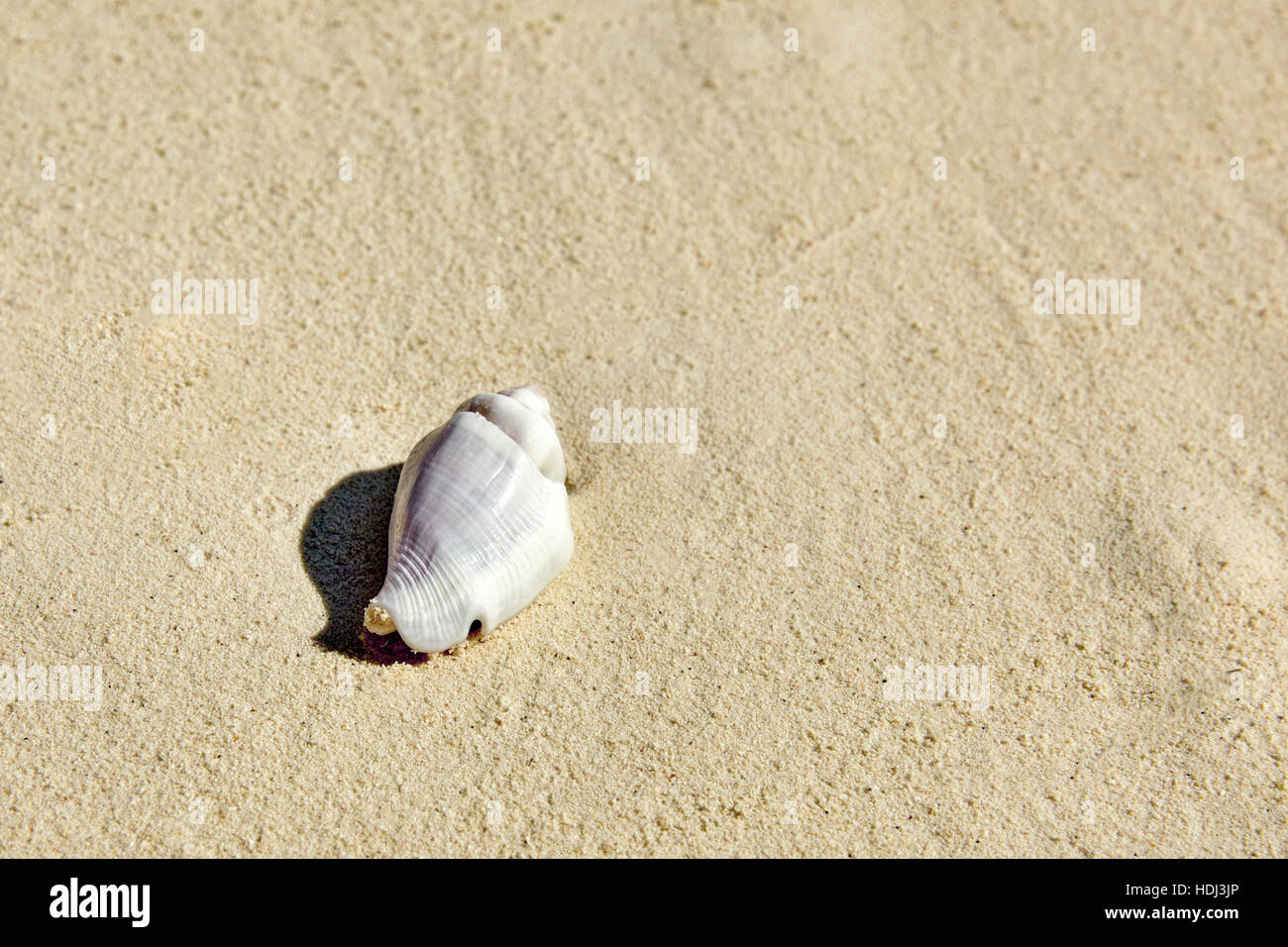Seashell on beach in maldives hi-res stock photography and images - Alamy