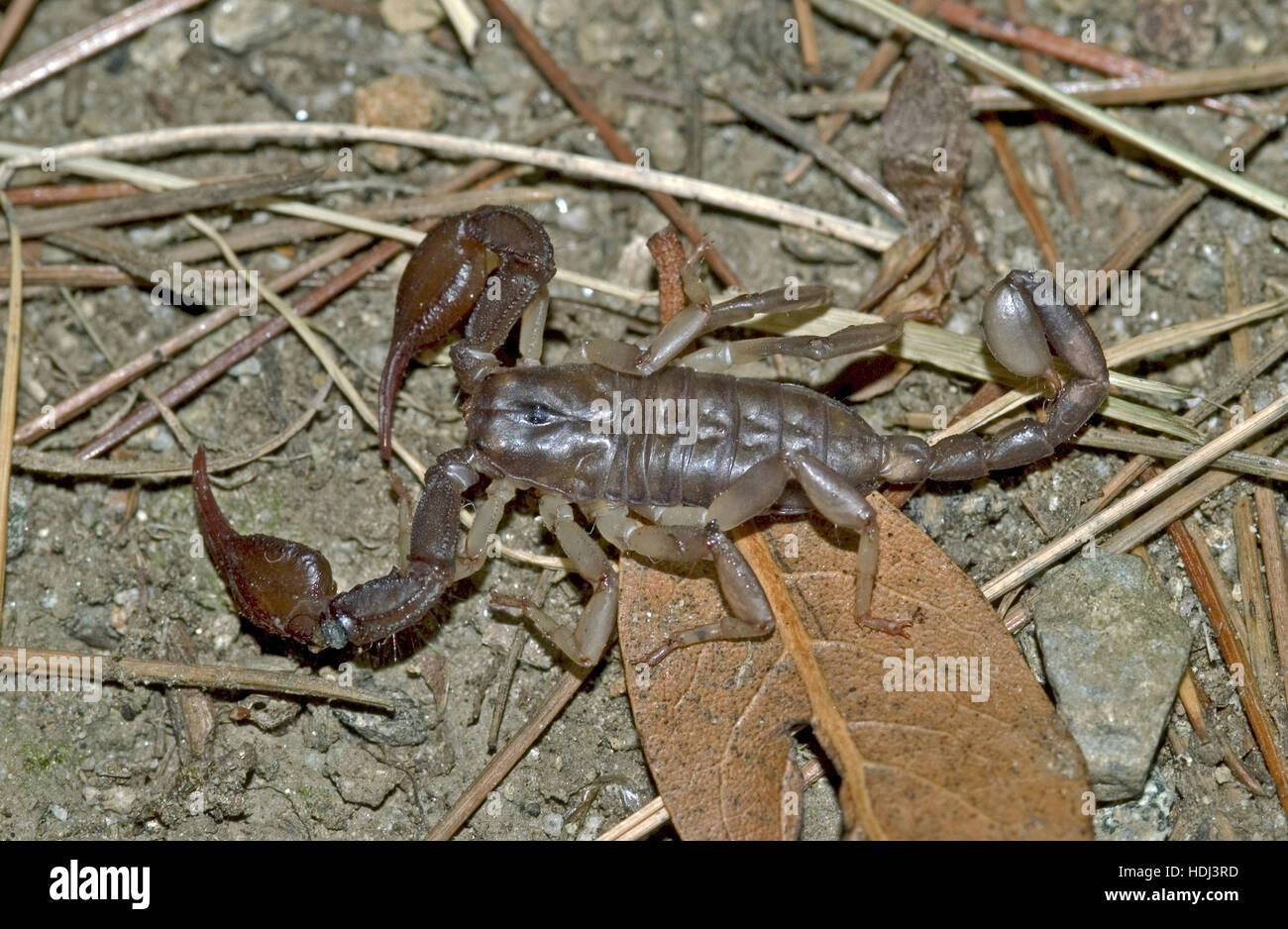 European yellow-tailed scorpion, Euscorpius flavicaudus, in defensive ...