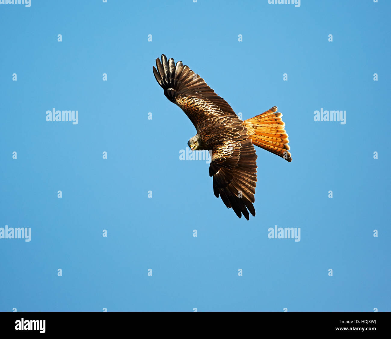 Red kite feeding llanddeusant hi-res stock photography and images - Alamy