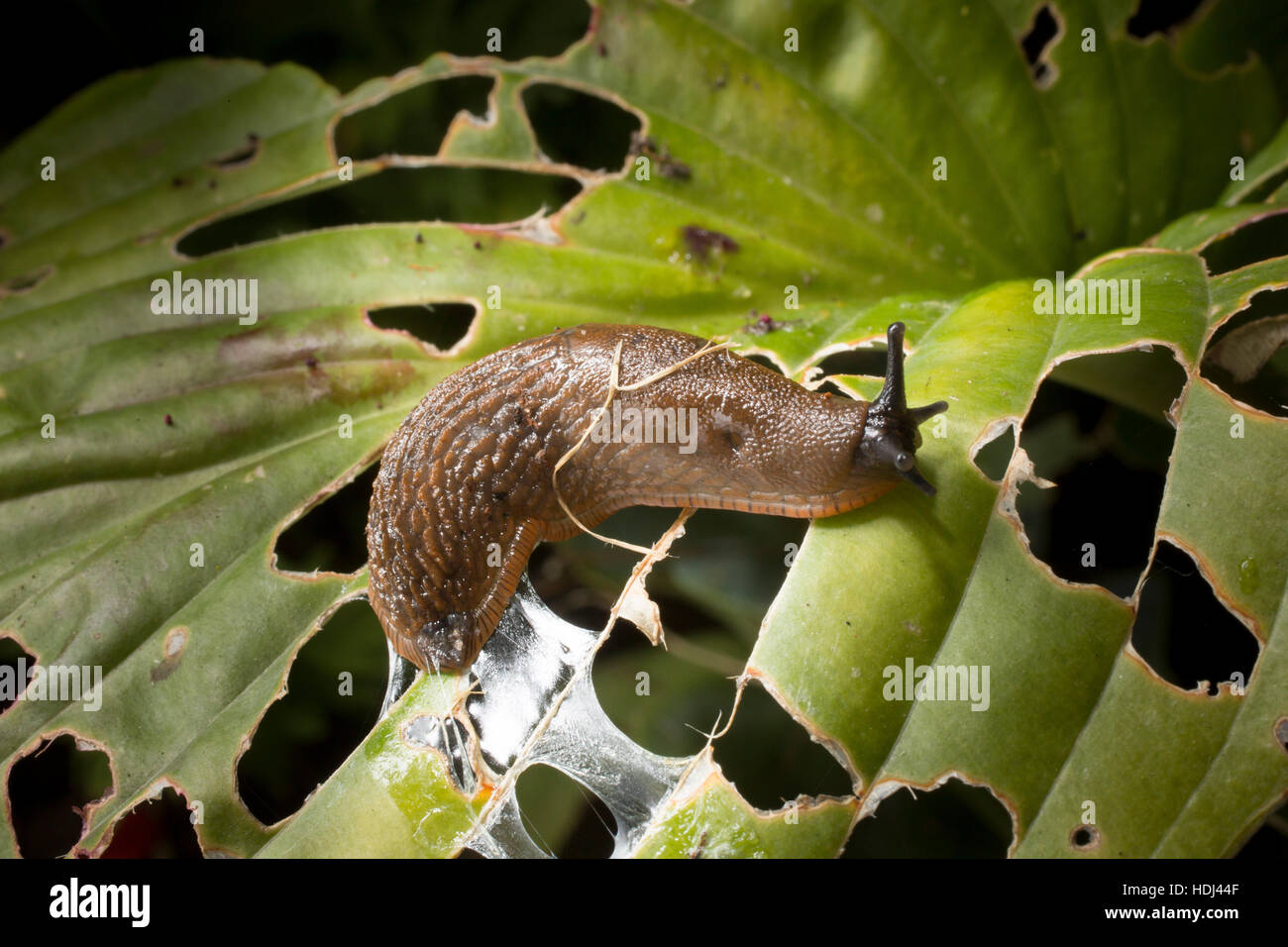 A slug on a slug-damaged hosta leaf in a London garden Stock Photo - Alamy