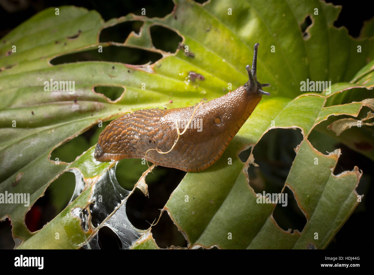 A slug on a slug-damaged hosta leaf in a London garden Stock Photo - Alamy