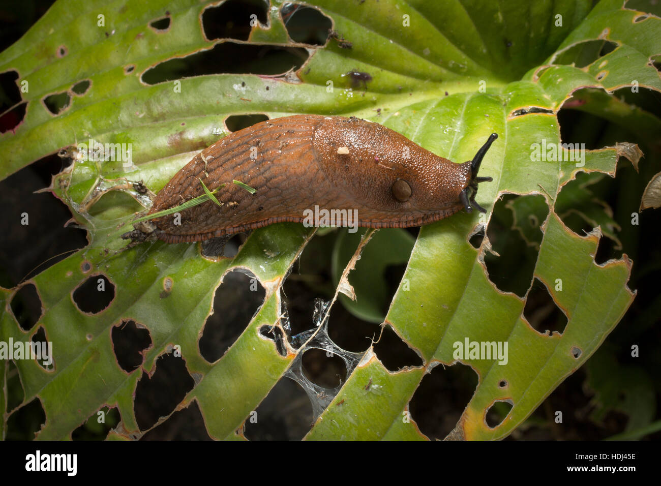 Slug pest damage garden hi-res stock photography and images - Alamy