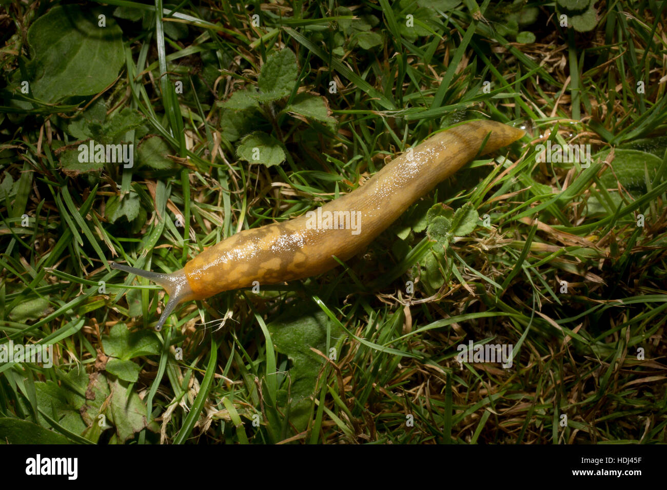 Slug pest damage garden hi-res stock photography and images - Alamy
