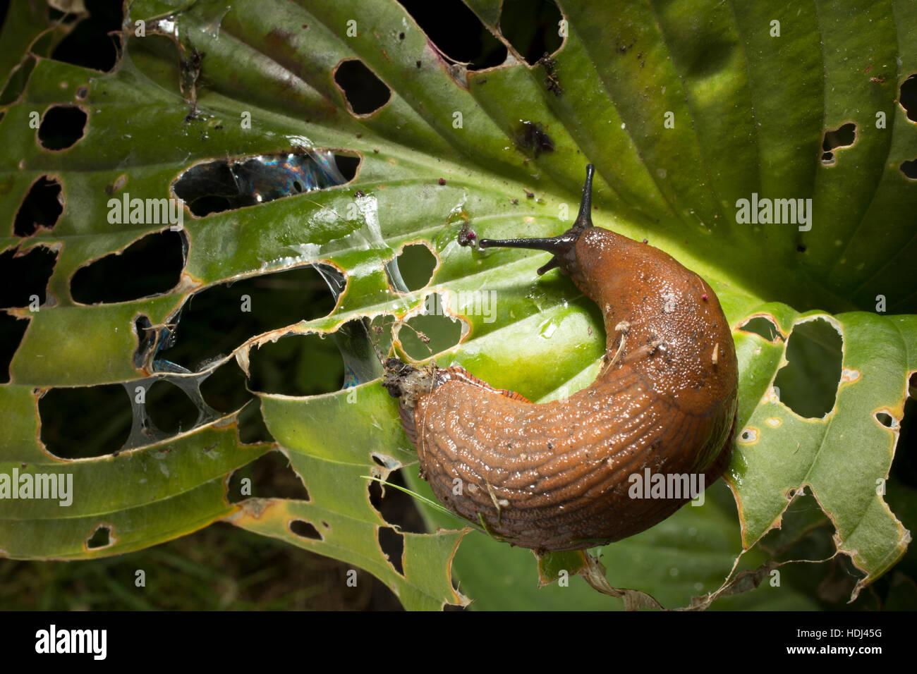 A slug on a slug-damaged hosta leaf in a London garden Stock Photo - Alamy