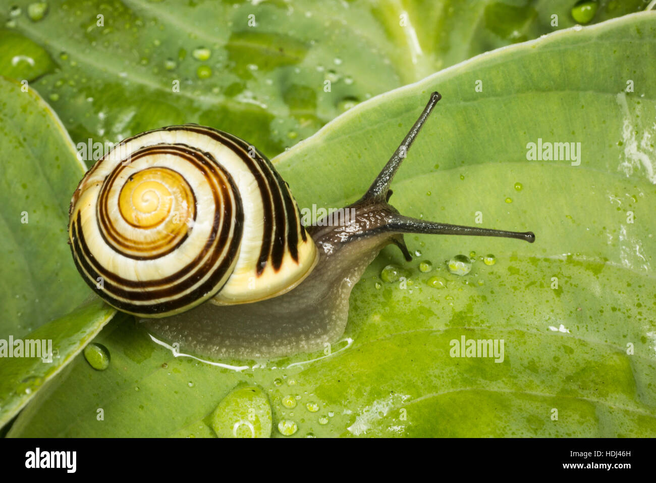 Hosta spiral hi-res stock photography and images - Alamy