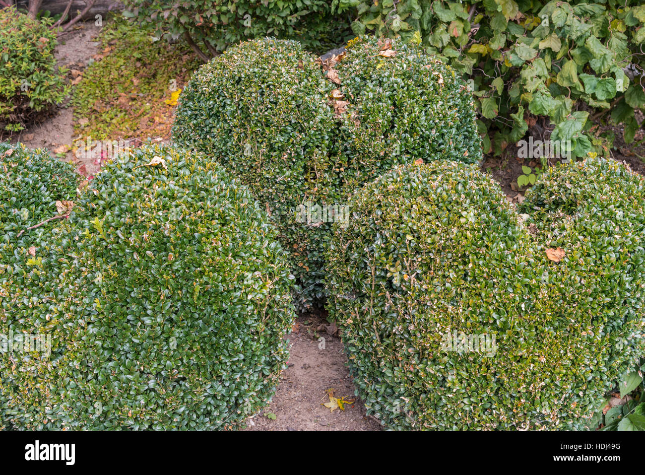 Heat shaped box tree Stock Photo - Alamy