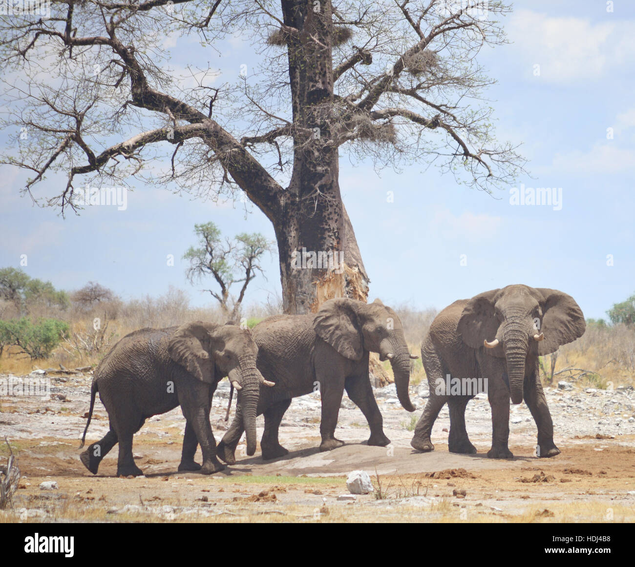 three elephants in Africa Stock Photo - Alamy