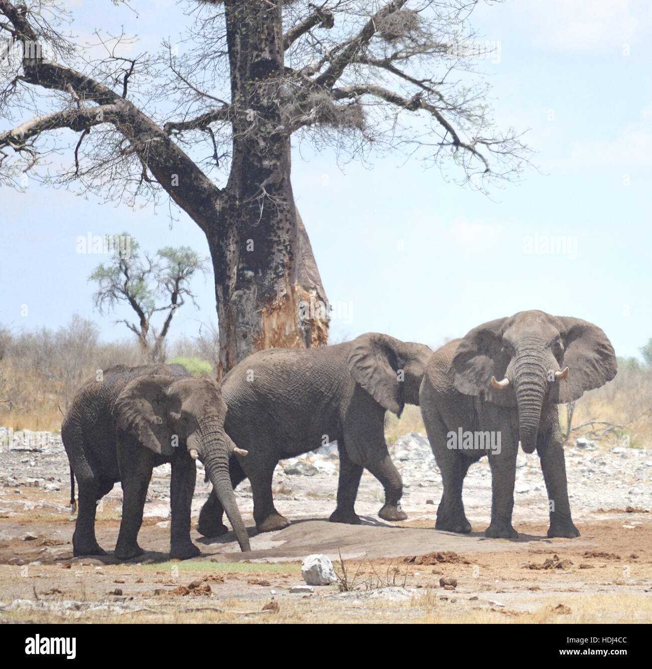 Three elephants hi-res stock photography and images - Alamy