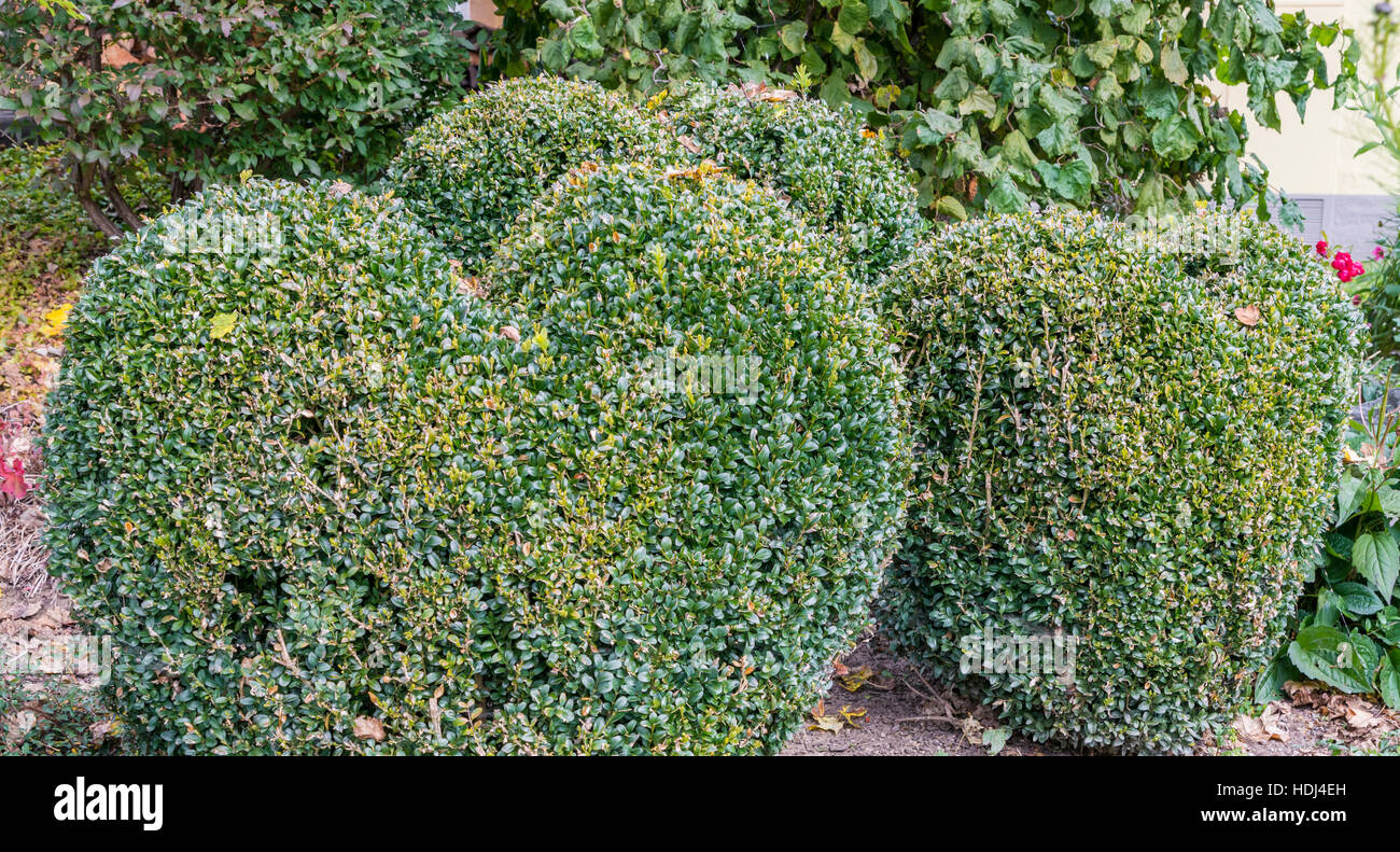 Heat shaped box tree Stock Photo - Alamy