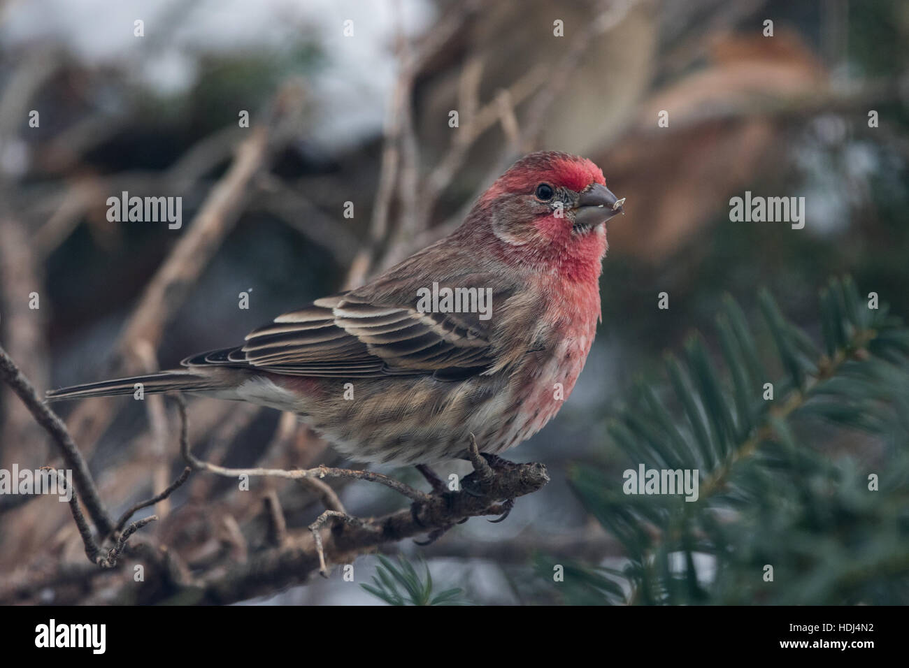 House finch hi-res stock photography and images - Alamy