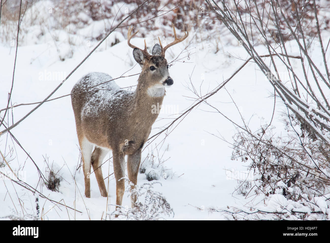 White-tailed deer buck Stock Photo - Alamy