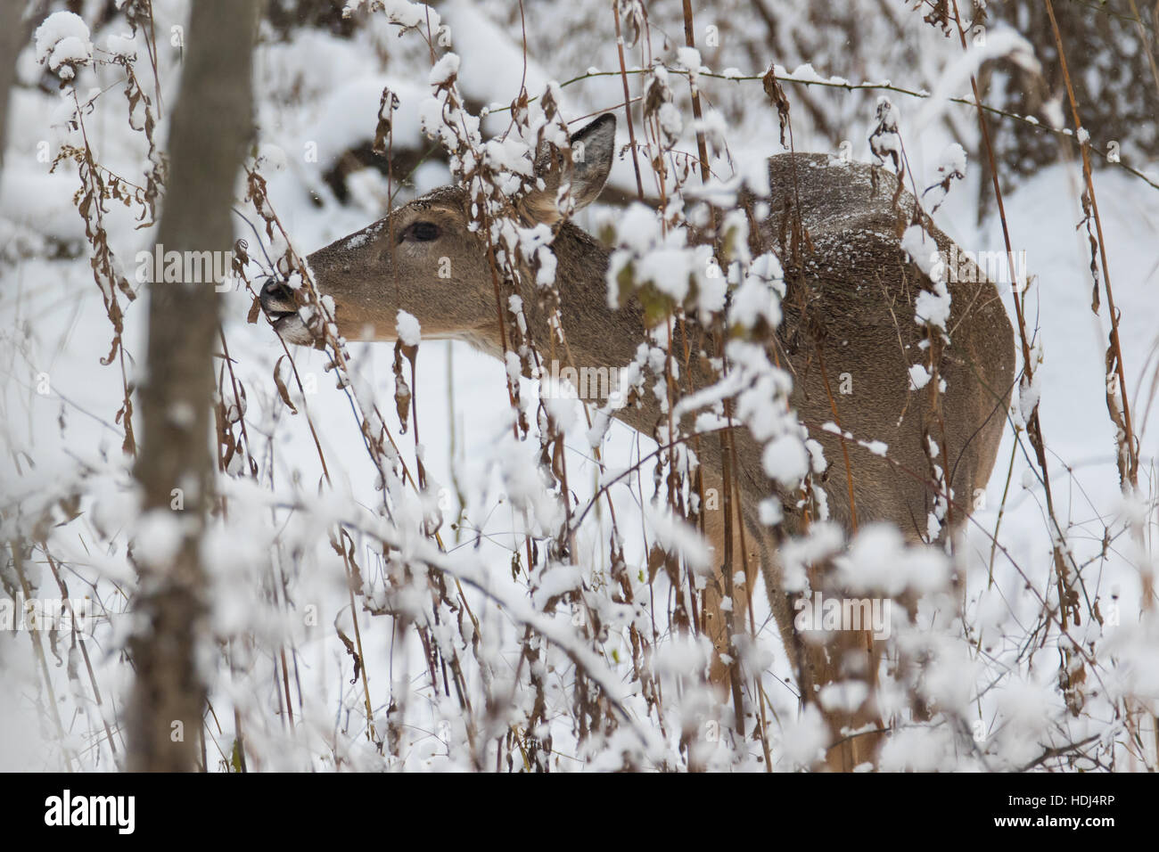 White-tailed deer doe feeding Stock Photo - Alamy
