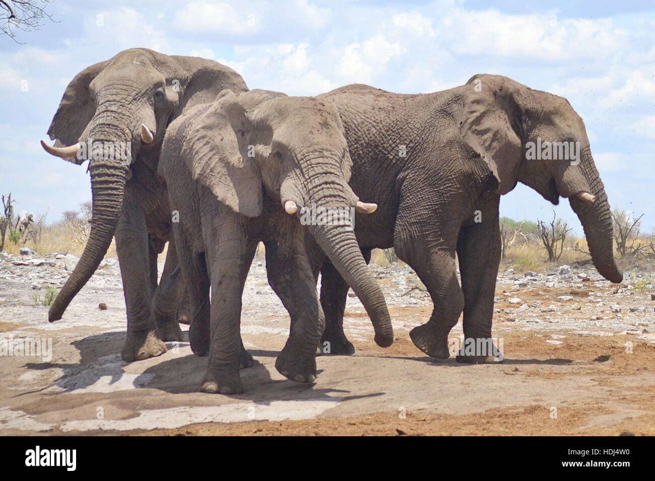 three elephants in Africa Stock Photo - Alamy