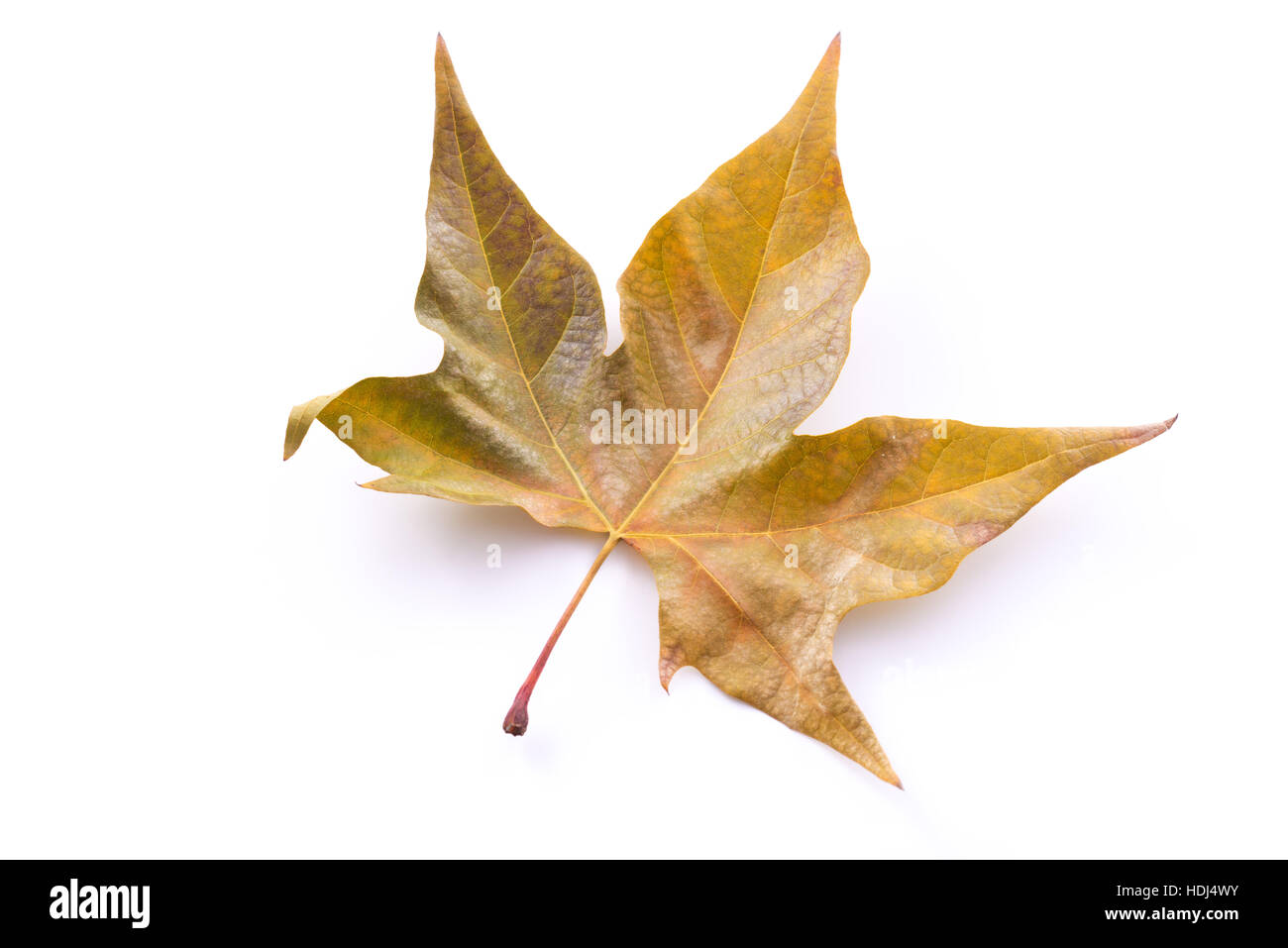 Fall leaf isolated in Cut Out Stock Images & Pictures - Alamy