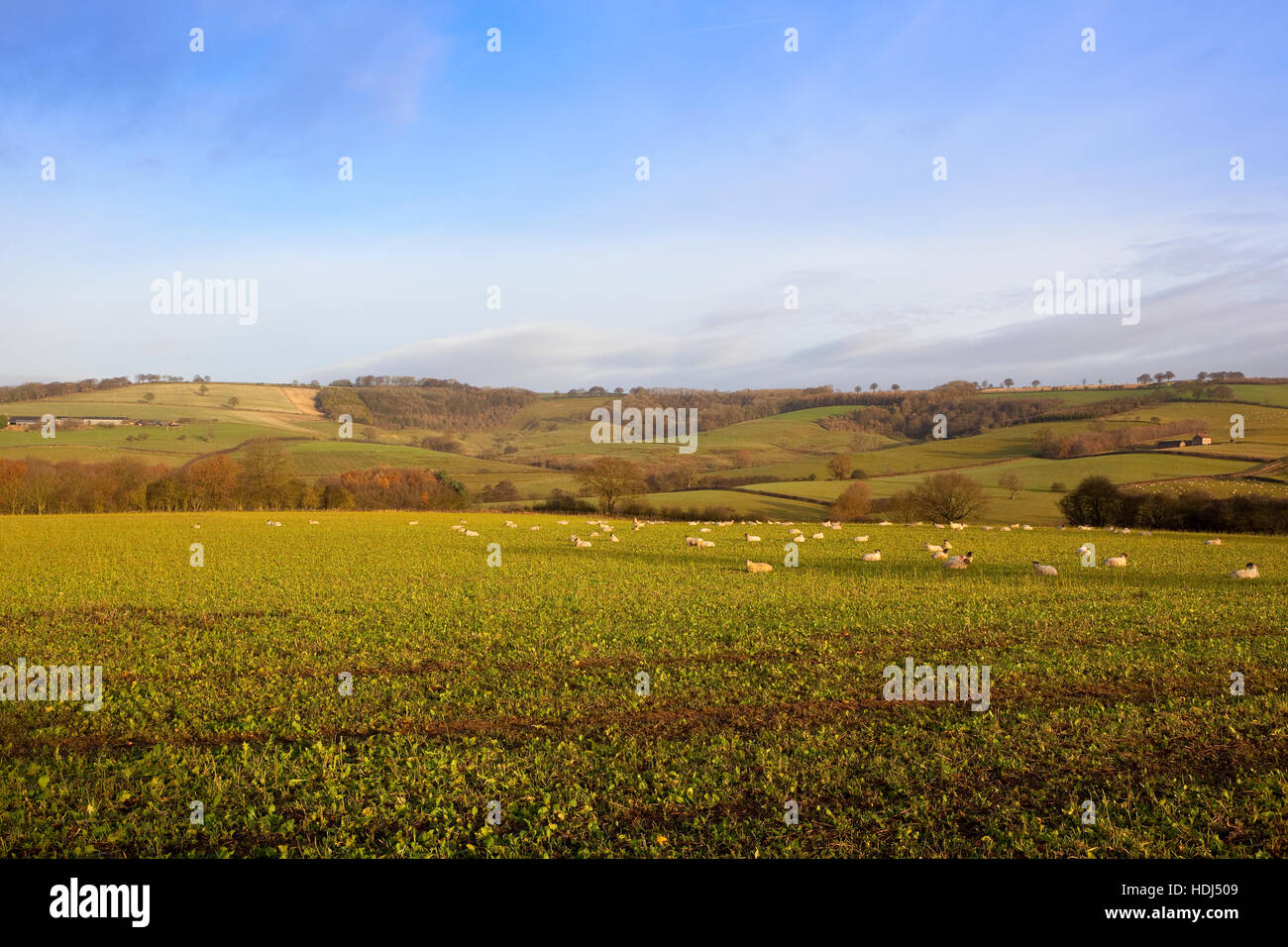 Fodder Crops High Resolution Stock Photography and Images - Alamy