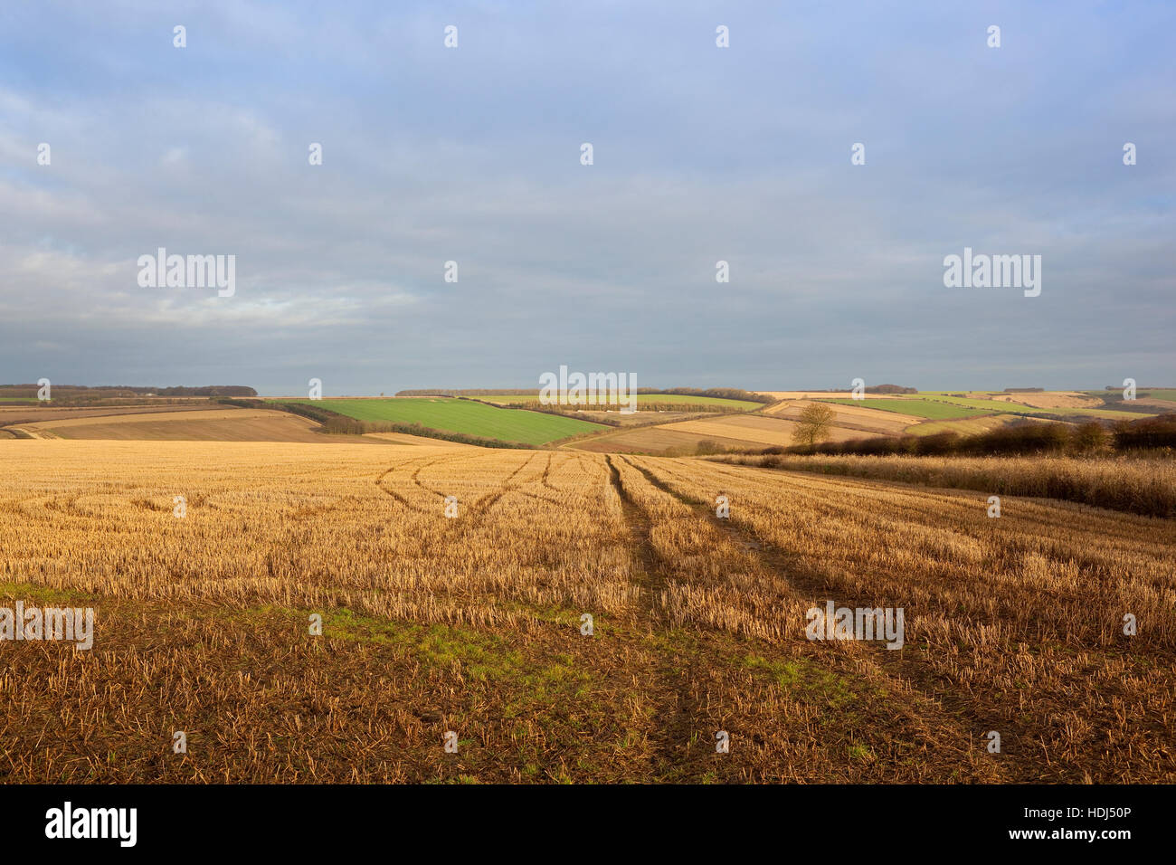 Golden stubble fields in the patchwork countryside of the Yorkshire ...