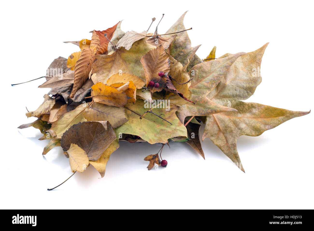 Background autumn leaves berries Cut Out Stock Images & Pictures - Alamy